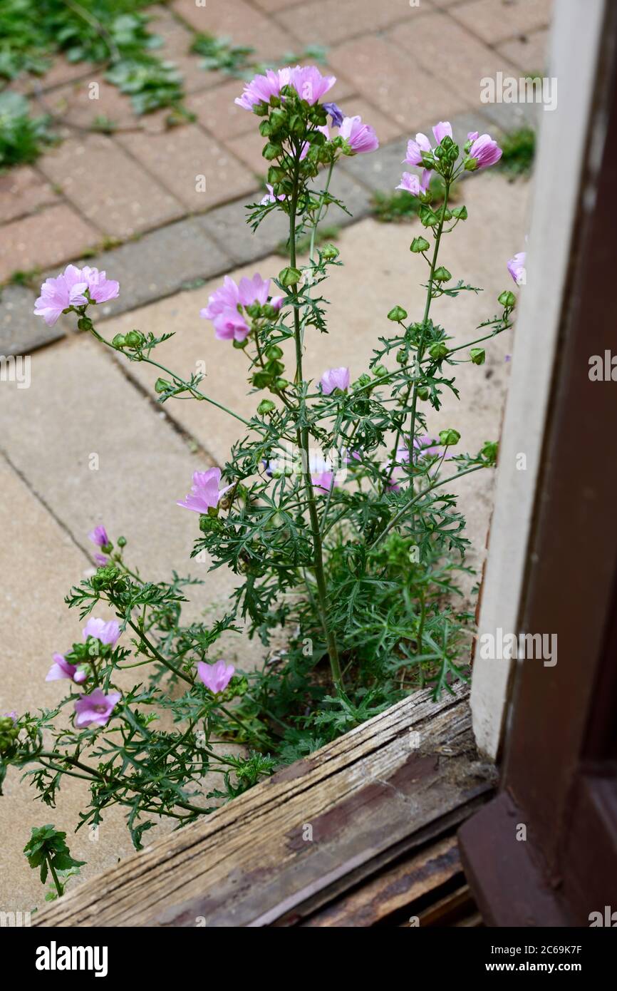 Musk Mallow Wild Flower (malva moschata rosea Stock Photo - Alamy