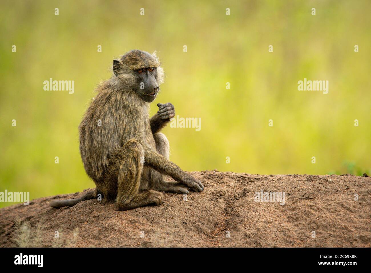 Olive baboon sits eating on earth bank Stock Photo - Alamy