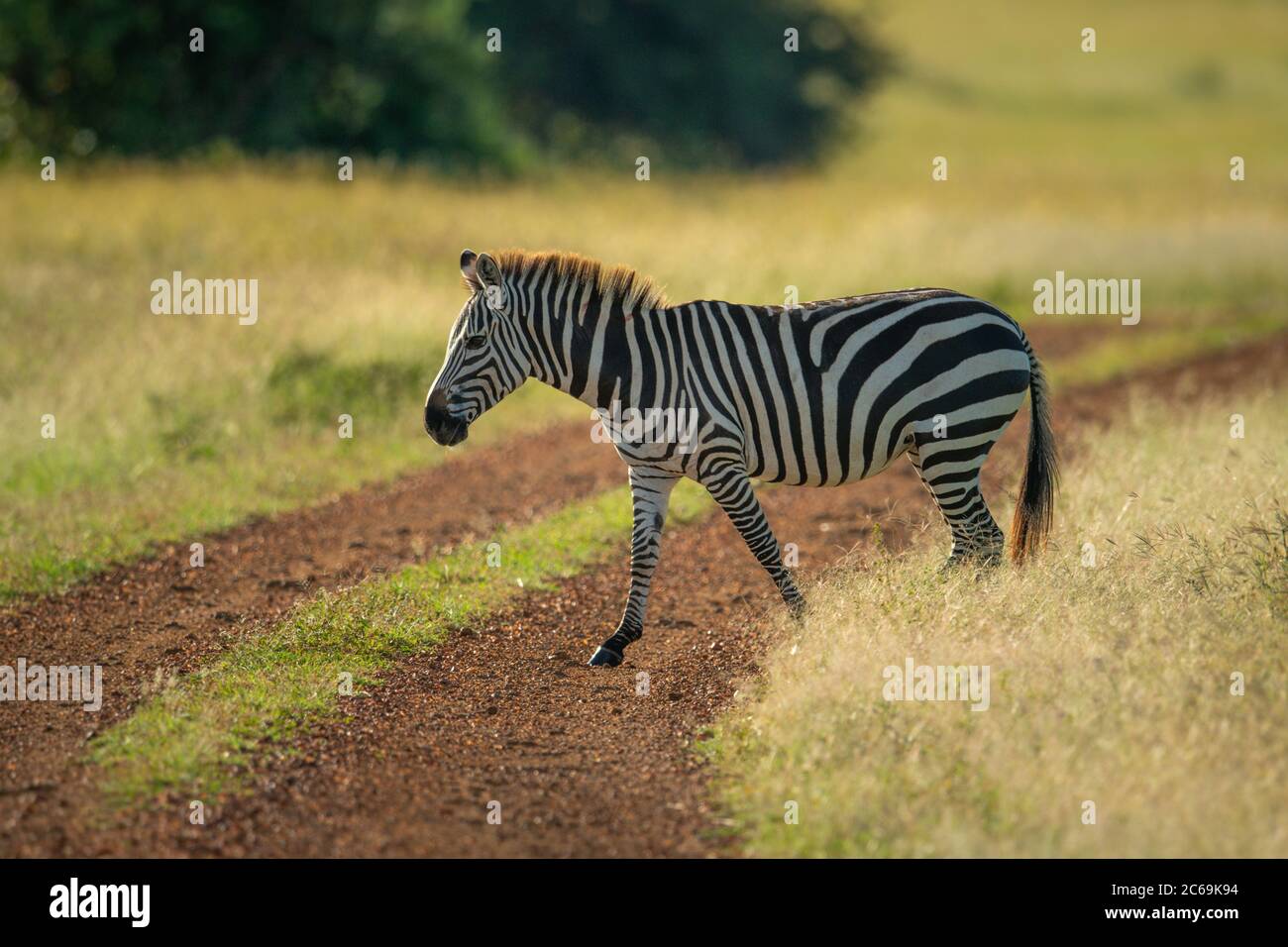 Serengeti plains camp hi-res stock photography and images - Alamy