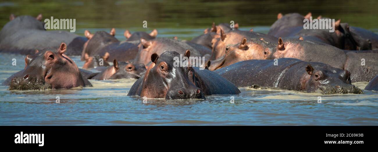 Panorama of hippos wallowing in hippo pool Stock Photo - Alamy