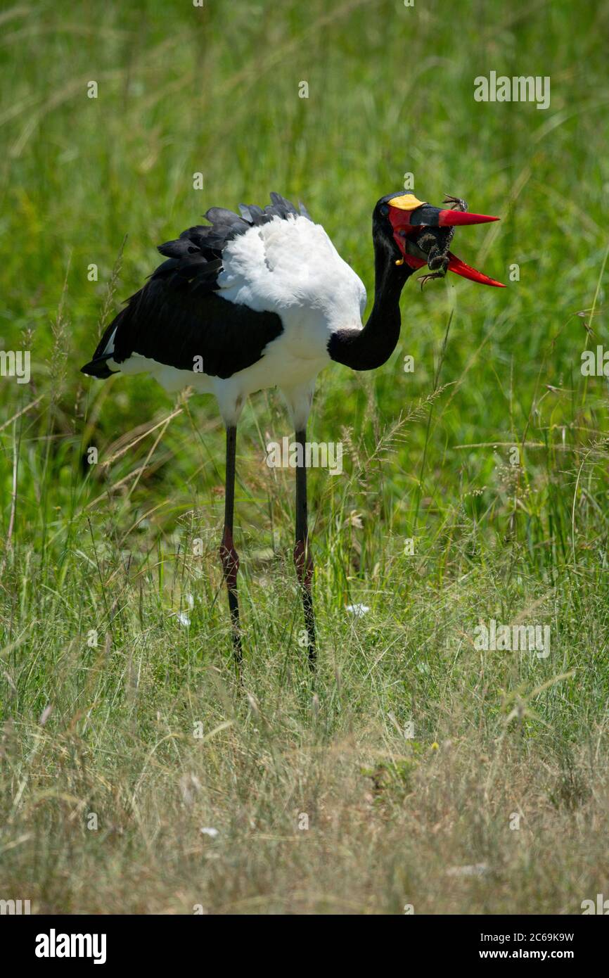 Saddle-billed stork in long grass holding frog Stock Photo - Alamy