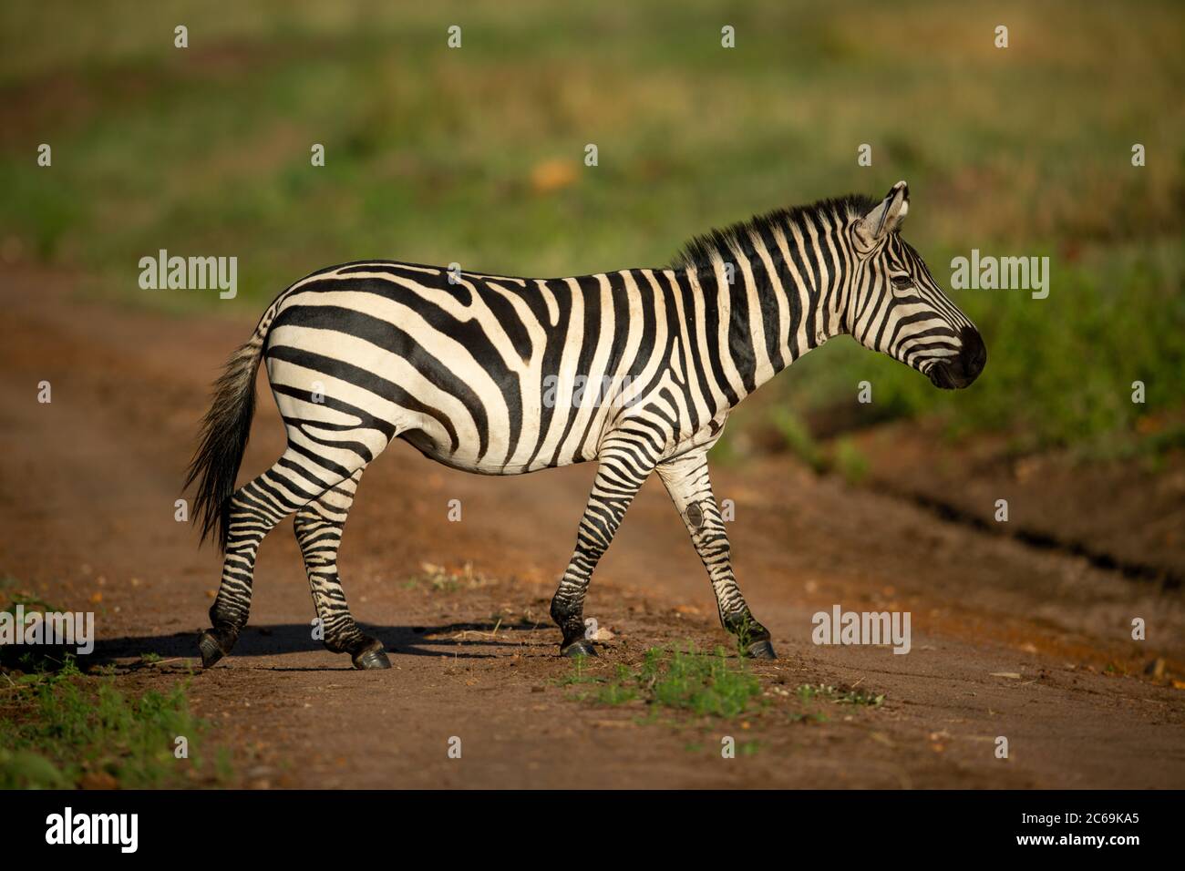 Zebra walking across the plain hi-res stock photography and images - Alamy