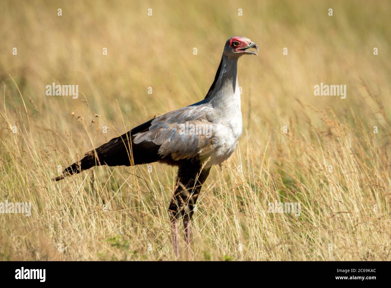 Secretarybird hi-res stock photography and images - Alamy