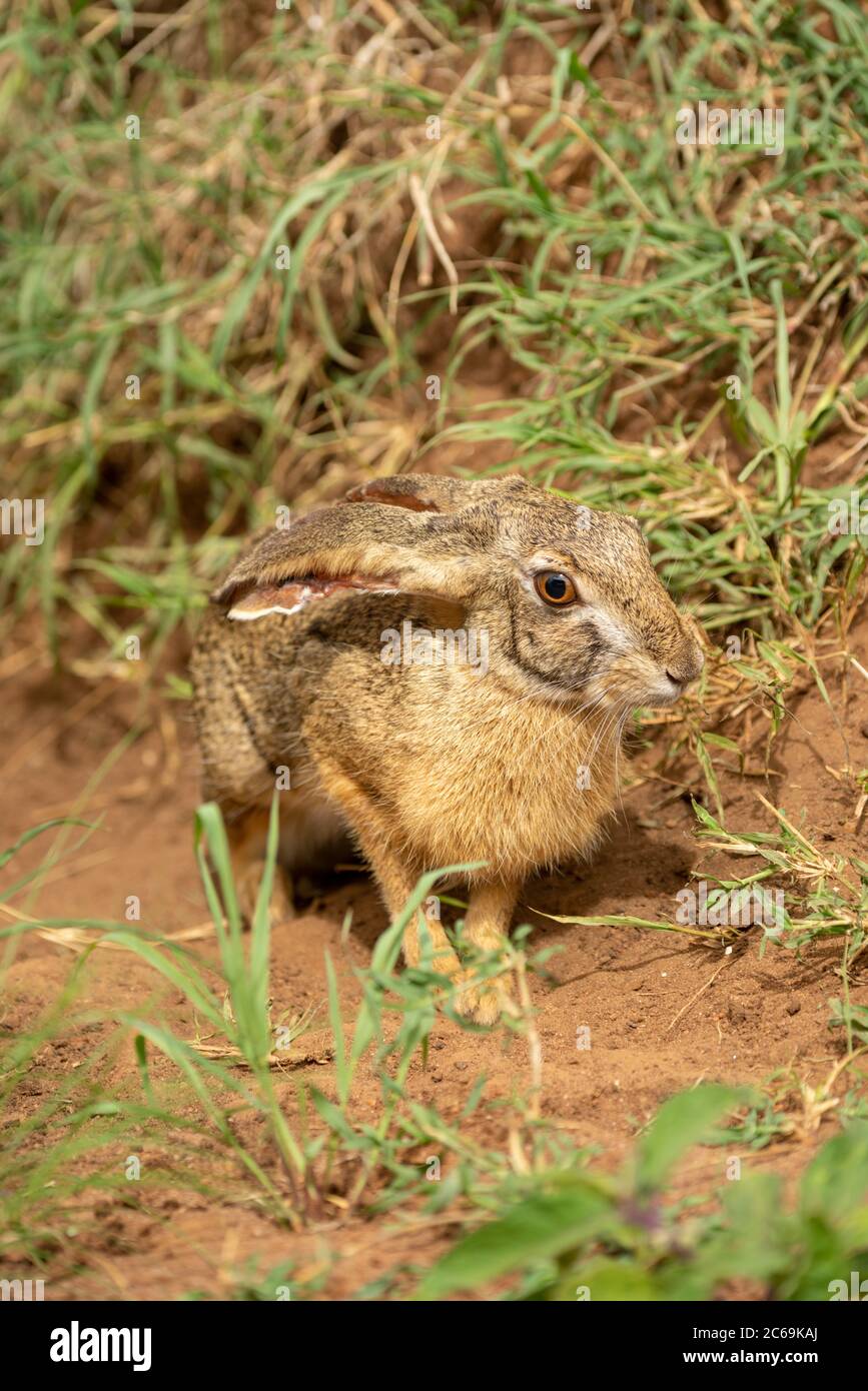 African savanna hare hi-res stock photography and images - Alamy
