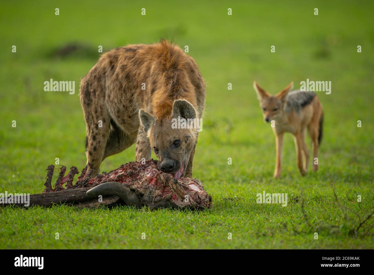 Black backed jackal and hyena hi-res stock photography and images - Alamy