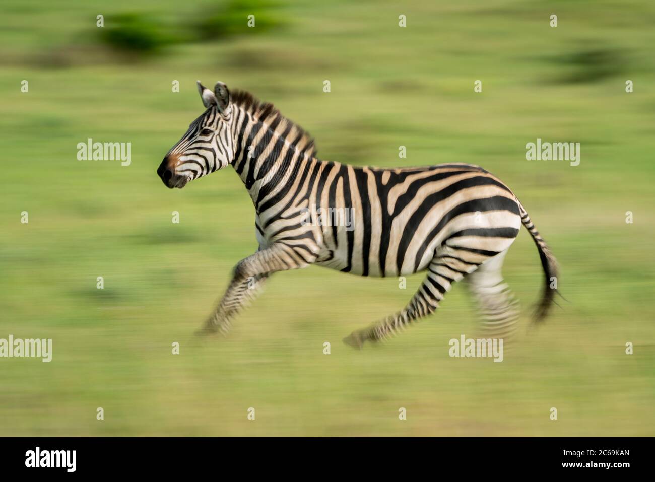 Slow pan of plains zebra crossing grass Stock Photo - Alamy