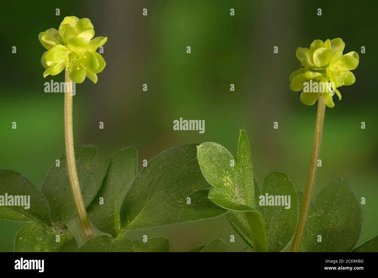 Moschatel, Five-faced bishop, Hollowroot, Muskroot, Townhall clock ...