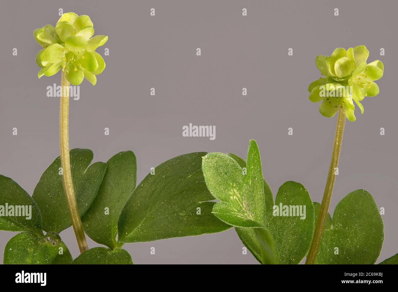 Moschatel, Five-faced bishop, Hollowroot, Muskroot, Townhall clock ...