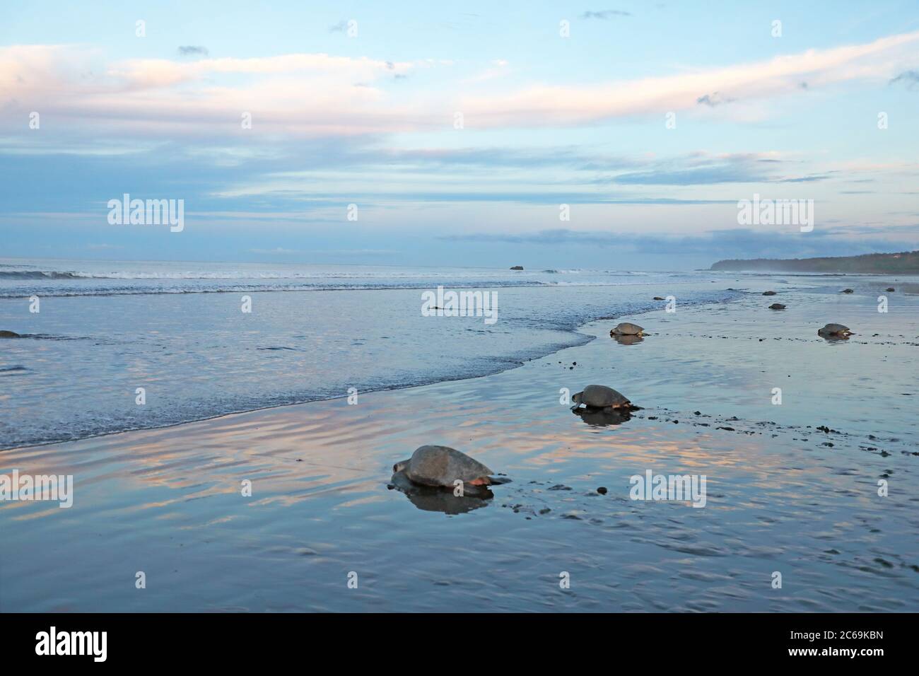 Olive ridley, Pacific ridley turtle, Olive ridley sea turtle, Pacific ...