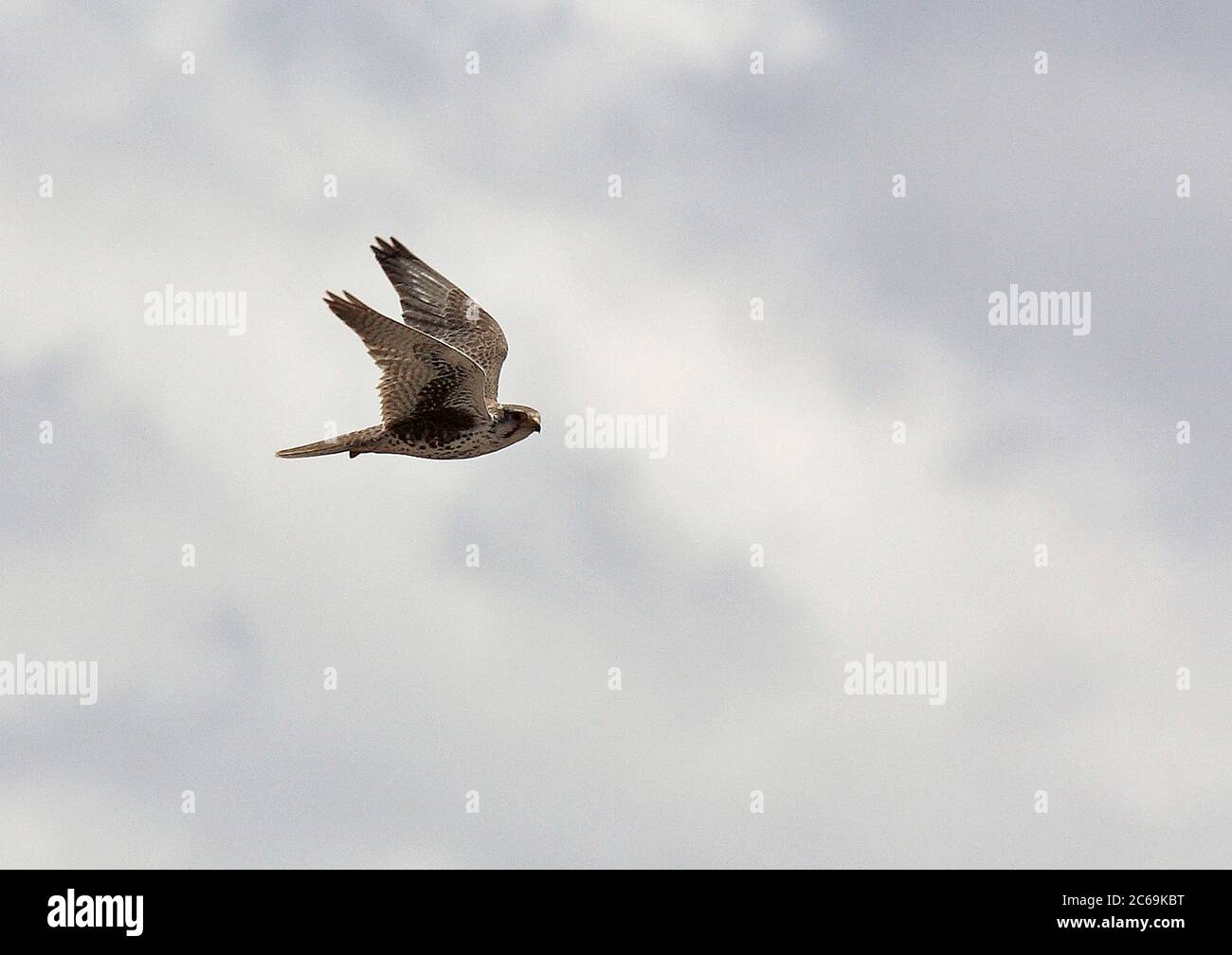 prairie falcon (Falco mexicanus), in flight in the cloudy sky, side ...
