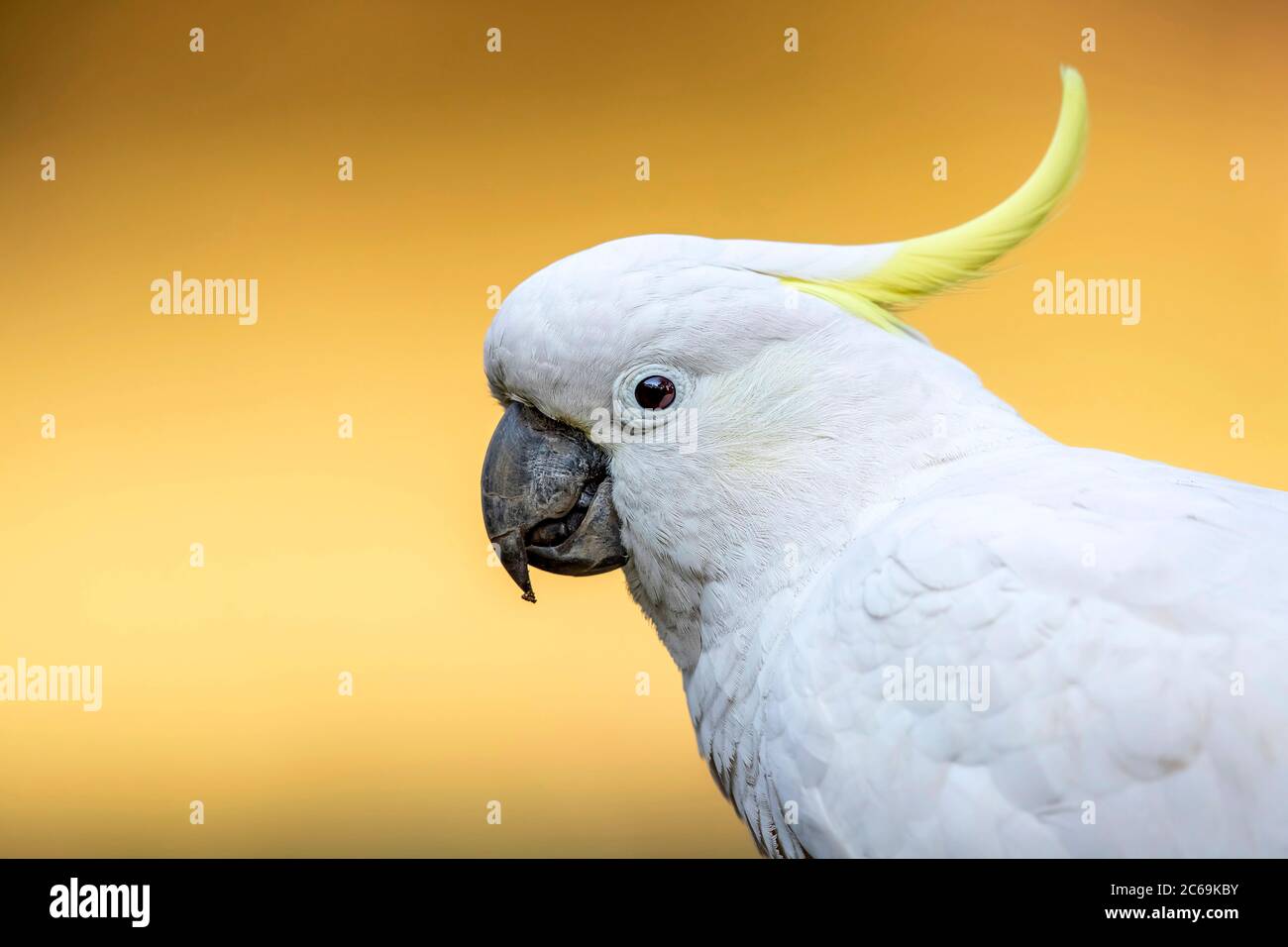 sulphur-crested cockatoo (Cacatua galerita), portraet, side view ...