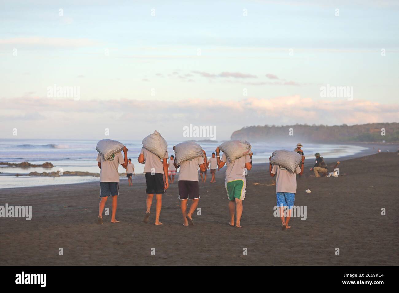 Olive ridley, Pacific ridley turtle, Olive ridley sea turtle, Pacific ...