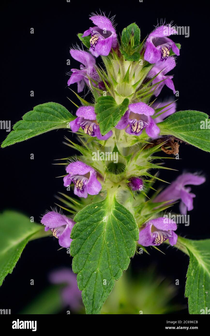 common hemp nettle, brittle-stem hempnettle (Galeopsis tetrahit ...