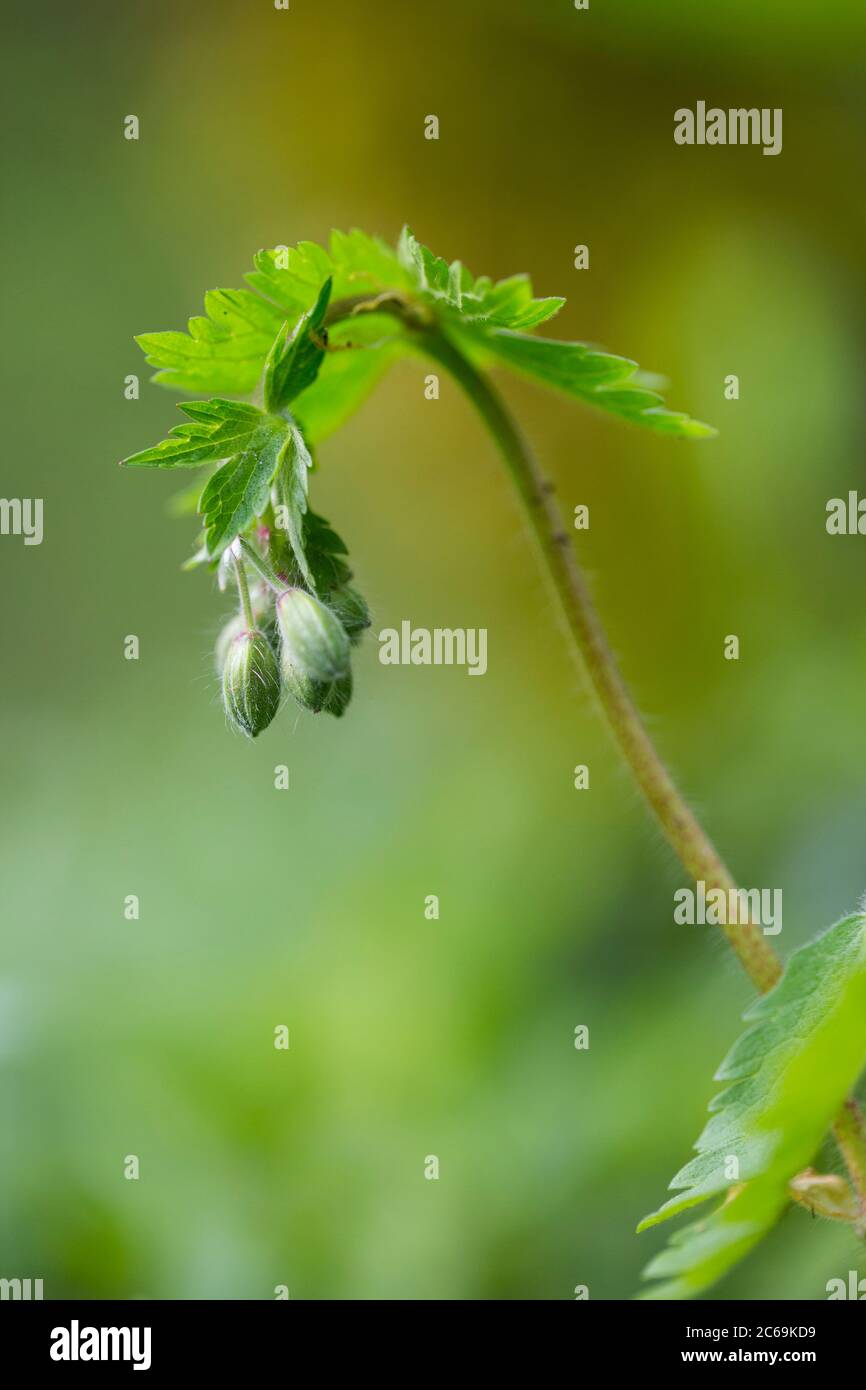 dusky cranesbill (Geranium phaeum), buds, Netherlands Stock Photo - Alamy