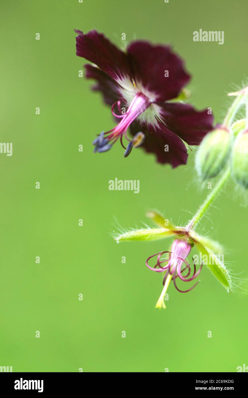 dusky cranesbill (Geranium phaeum), flower, Netherlands Stock Photo - Alamy