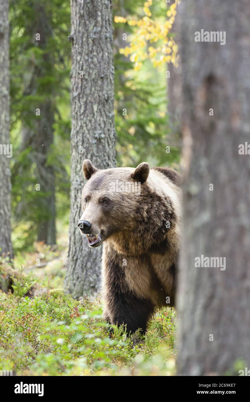 Brown bear behind tree hi-res stock photography and images - Alamy