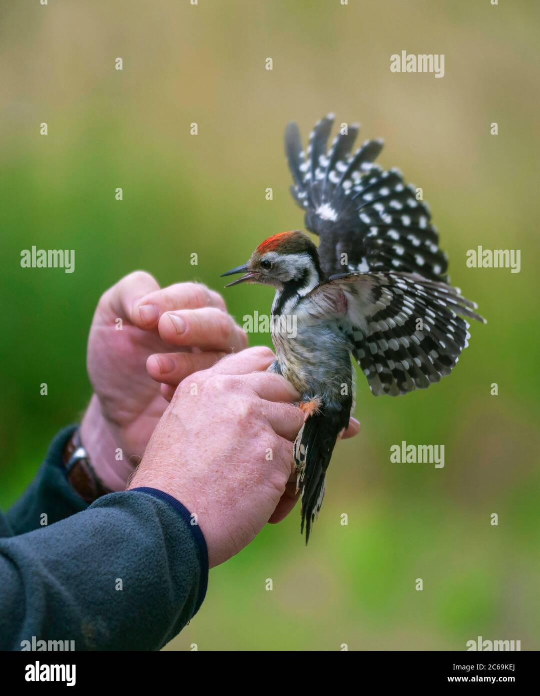 middle spotted woodpecker (Picoides medius, Dendrocopos medius ...