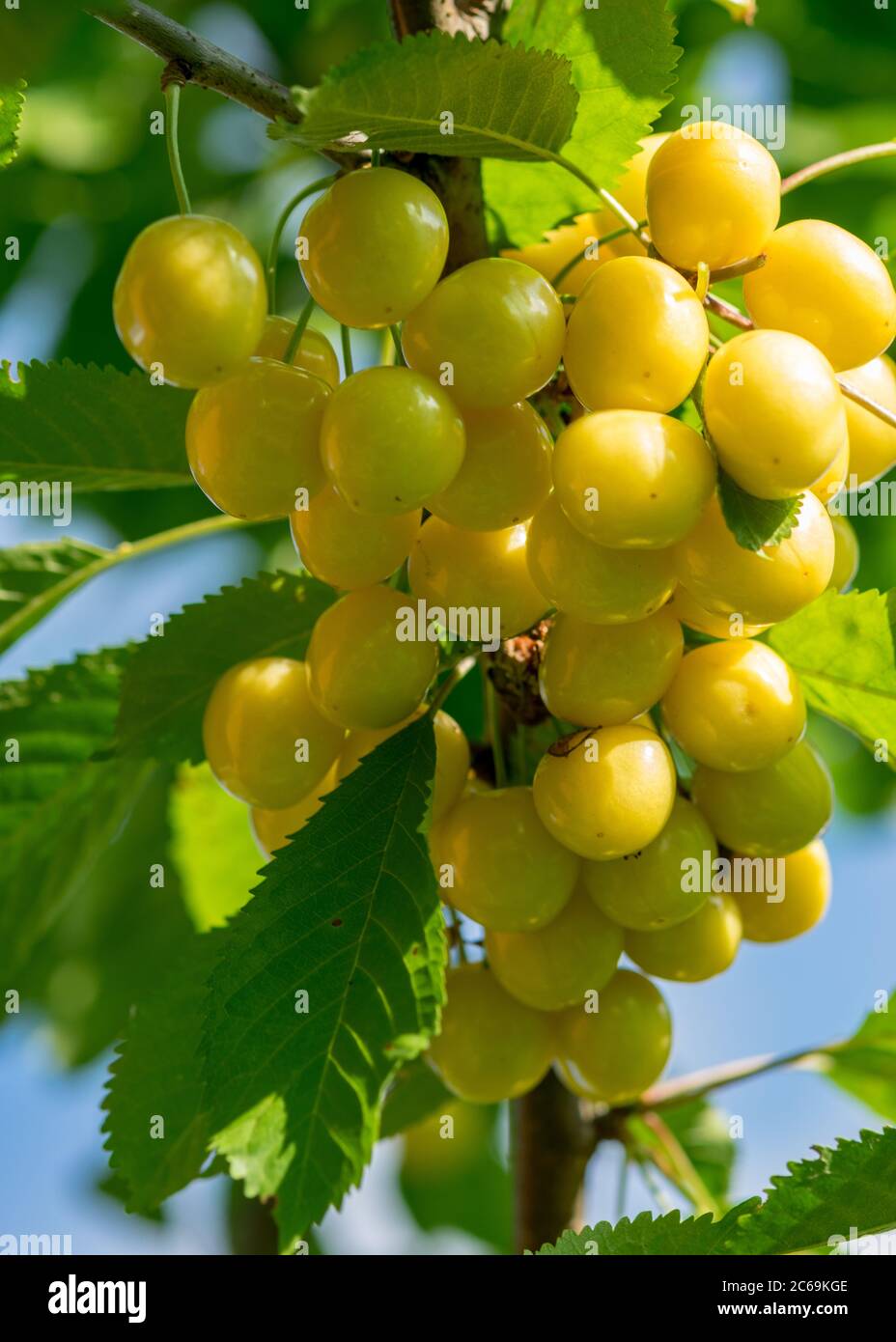photo with juicy yellow cherries on a tree branch in a summer garden ...