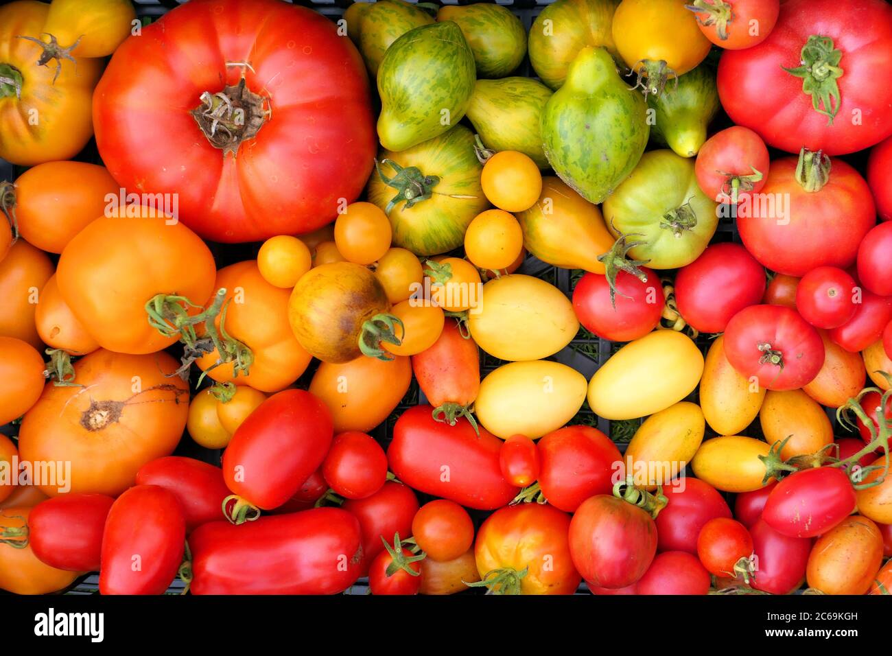 Collection various colorful tomatoes hi-res stock photography and images - Alamy