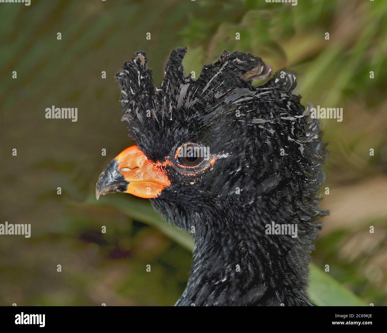 Male curassow portrait hi-res stock photography and images - Alamy