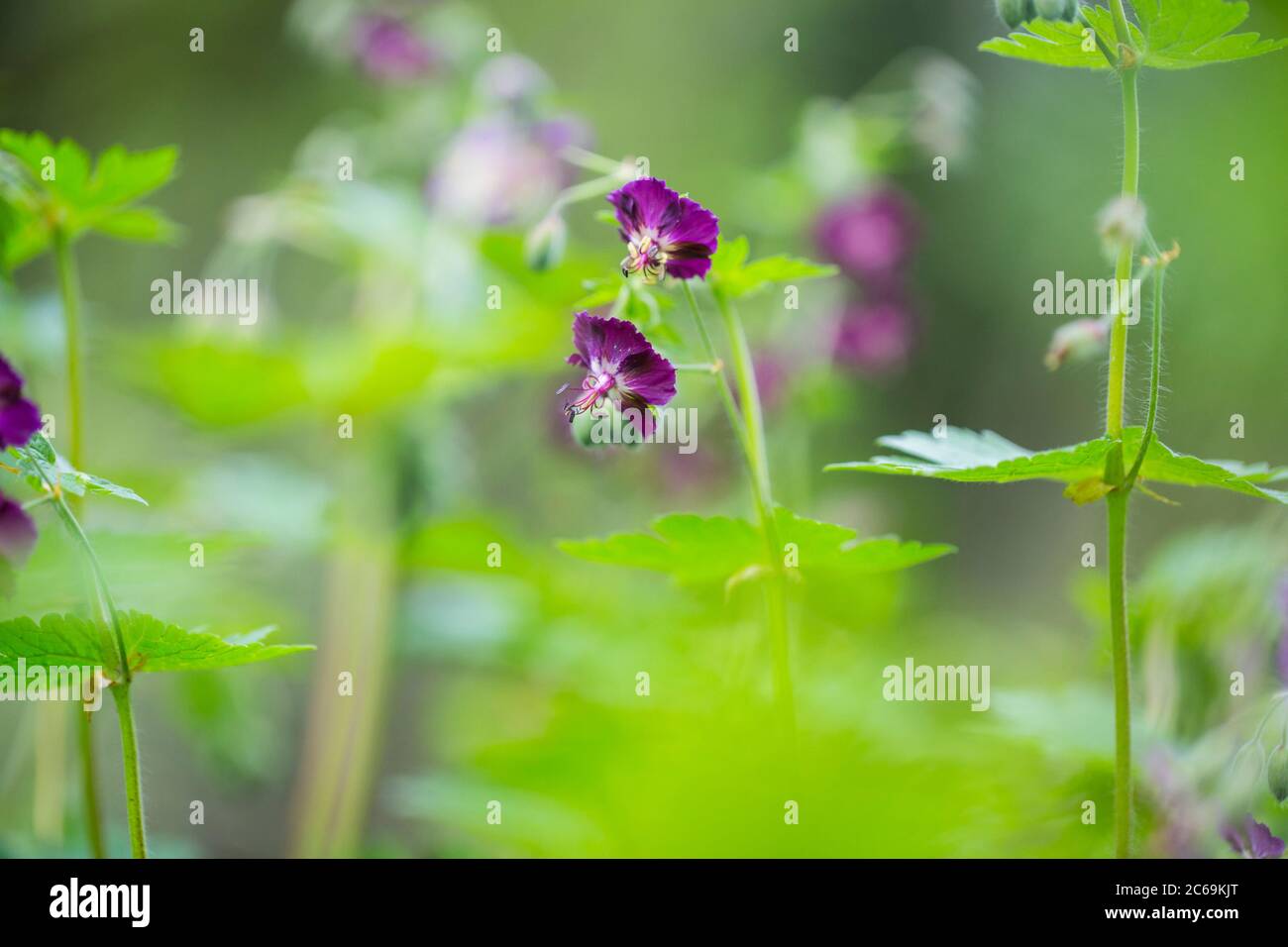 dusky cranesbill (Geranium phaeum), blooming, Netherlands Stock Photo ...