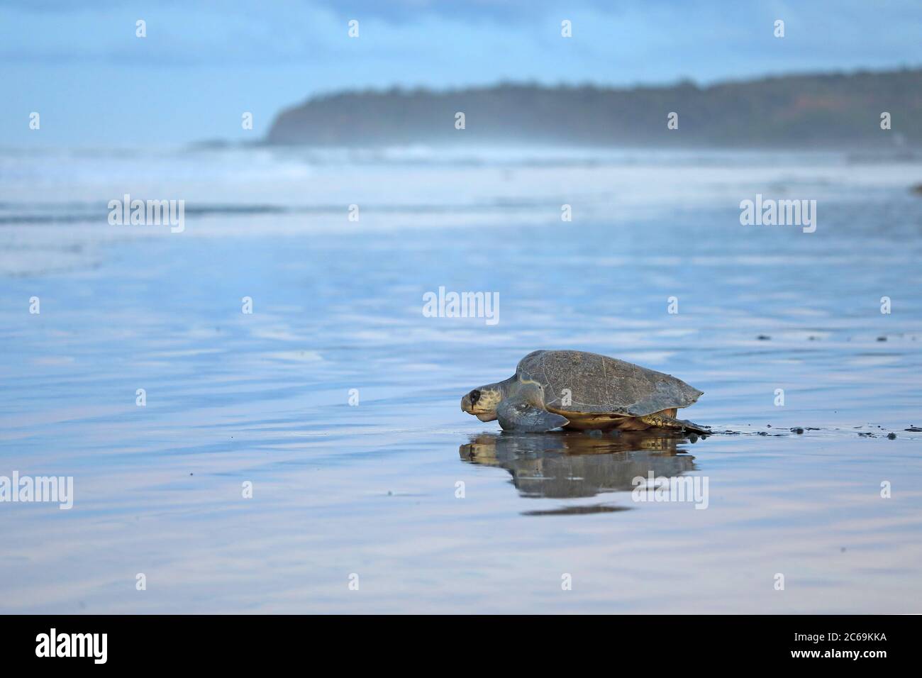 Olive ridley, Pacific ridley turtle, Olive ridley sea turtle, Pacific ...