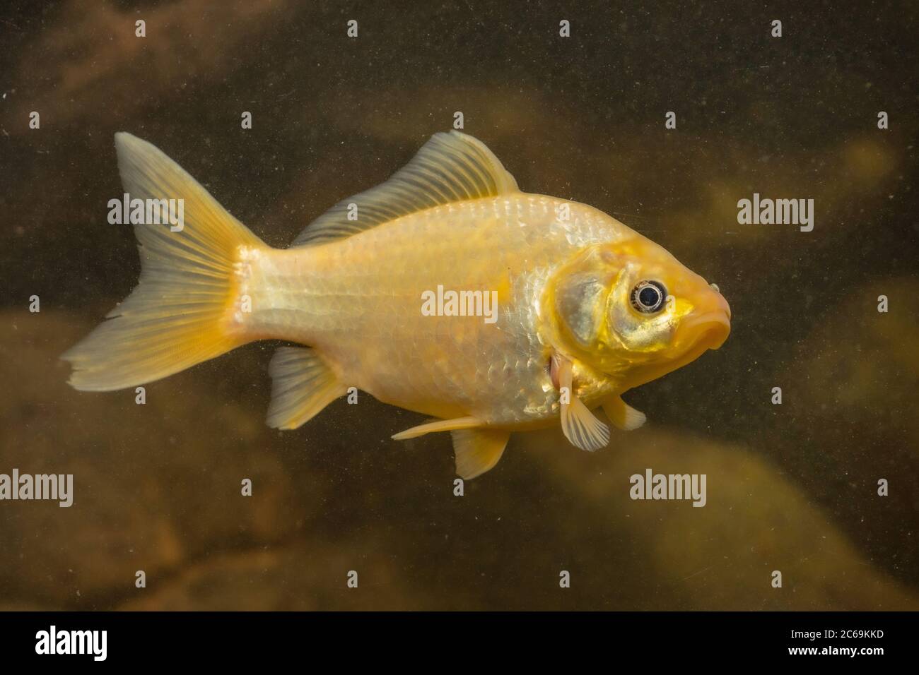 Golden carps hi-res stock photography and images - Alamy