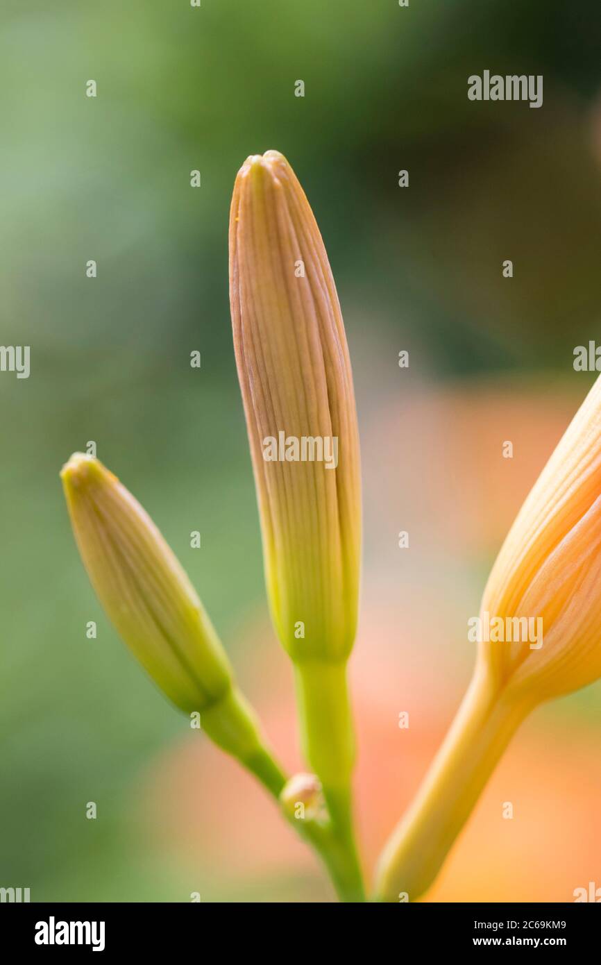 common day lily, tawny daylily, yellow daylily, orange daylily ...