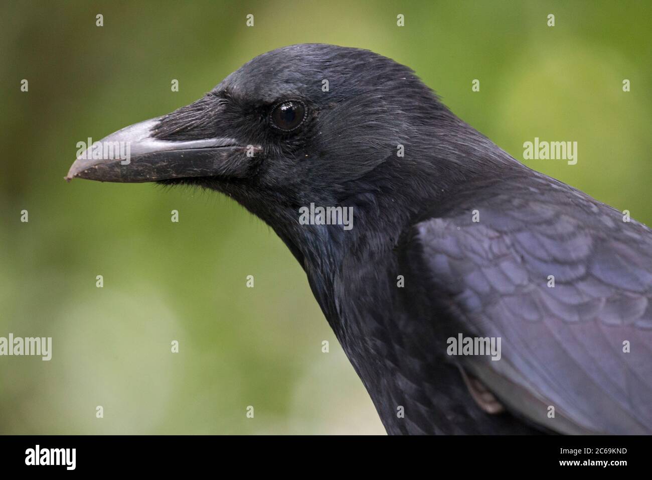 Carrion crow (Corvus corone, Corvus corone corone), portrait ...