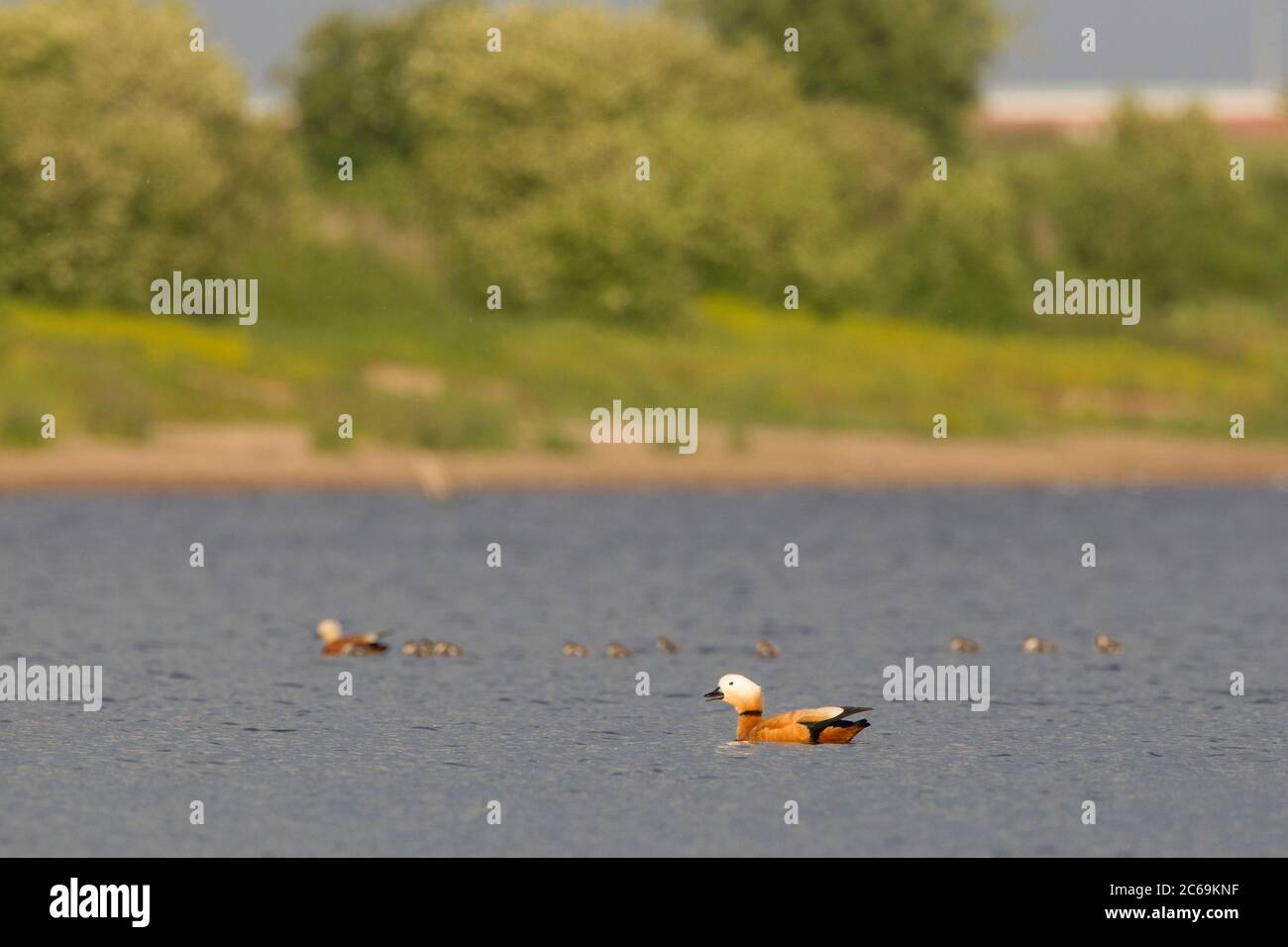 Baby shelduck hi-res stock photography and images - Alamy