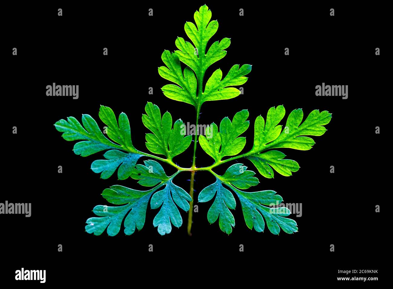 Robin photographs hi-res stock photography and images - Alamy