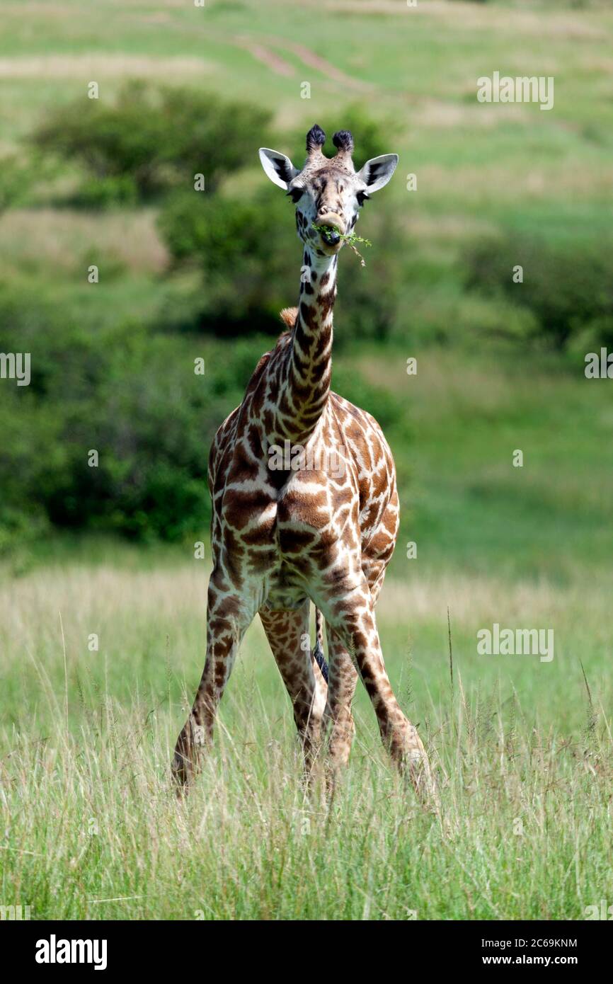 Giraffe eating grass hi-res stock photography and images - Alamy