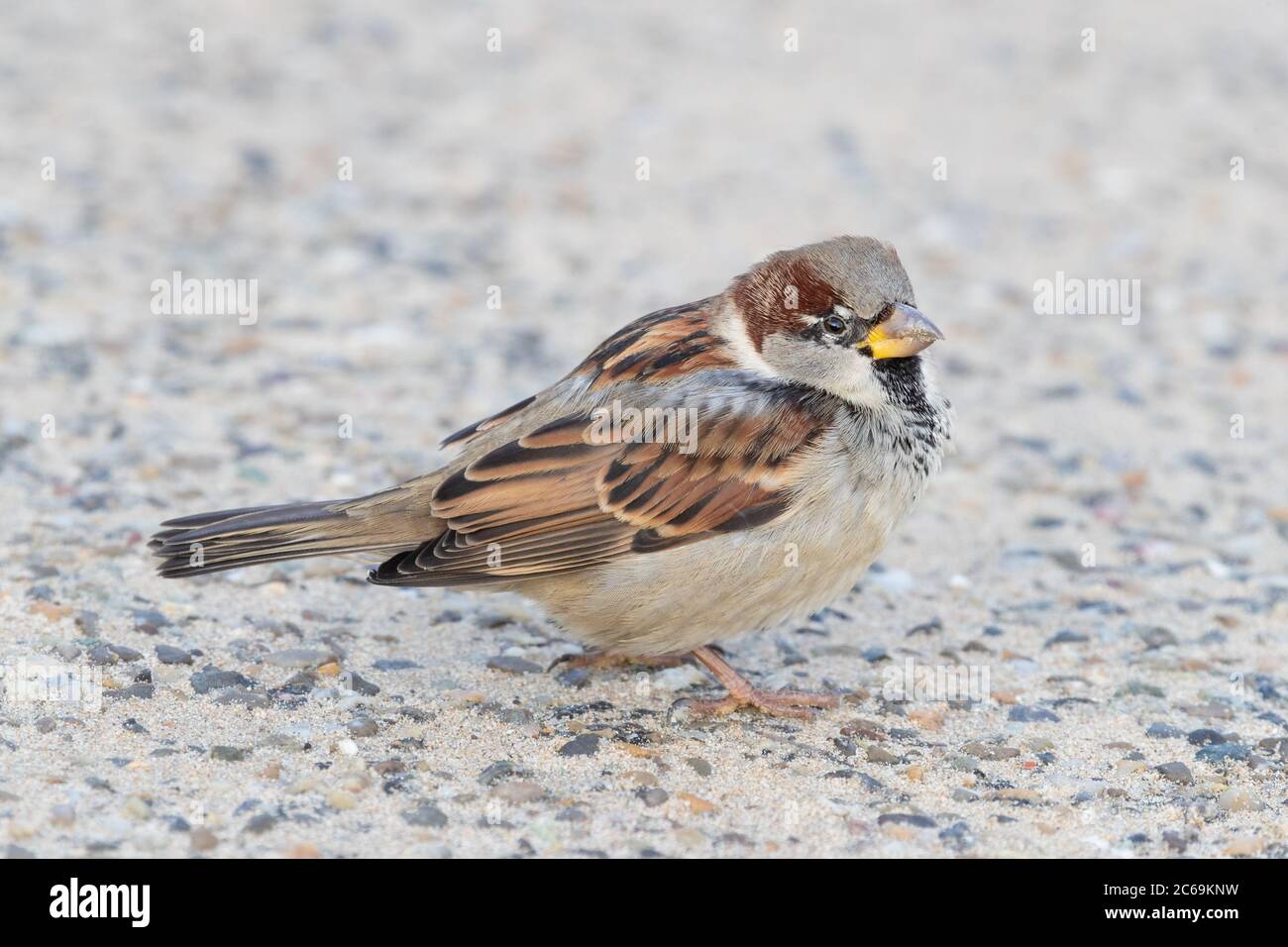 Male House Sparrow in winter plumage Stock Photo - Alamy