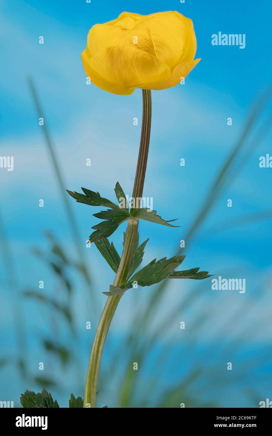 European Globeflower, Globe Flower (Trollius europaeus), blooming ...