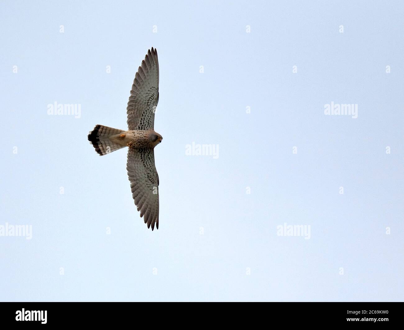Male kestrel in flight hi-res stock photography and images - Alamy