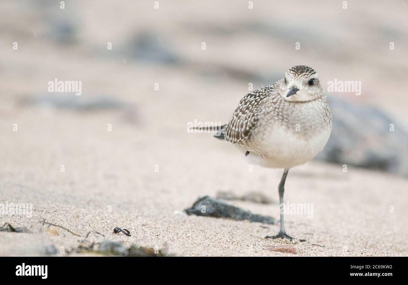 American golden plover (Pluvialis dominica), First-winter standing on a ...