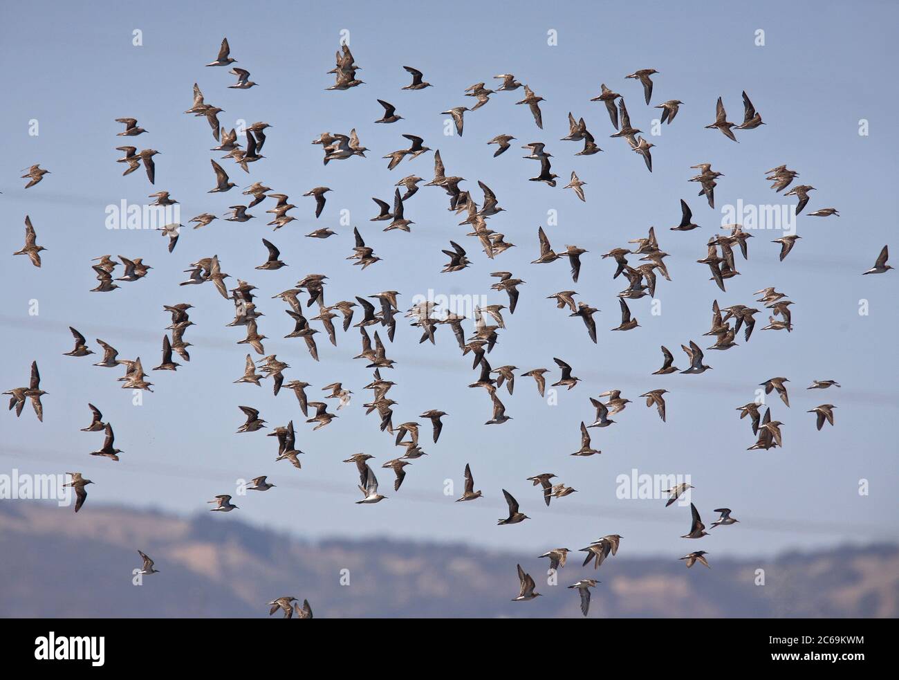 sharp-tailed sandpiper (Calidris acuminata), flying flock , Australia ...