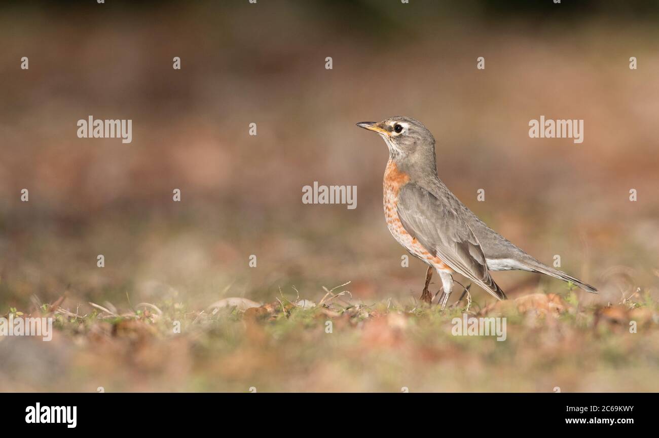 Fall songbird migration hi-res stock photography and images - Alamy