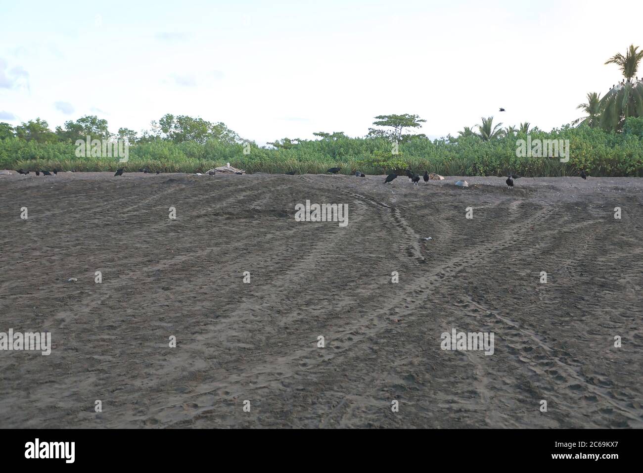 Olive ridley, Pacific ridley turtle, Olive ridley sea turtle, Pacific ...