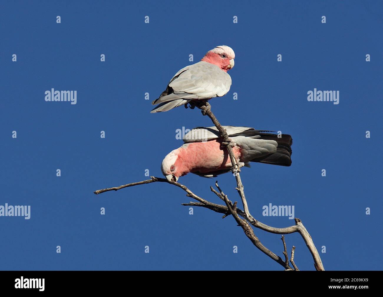 Galah eolophus roseicapilla male hi-res stock photography and images ...