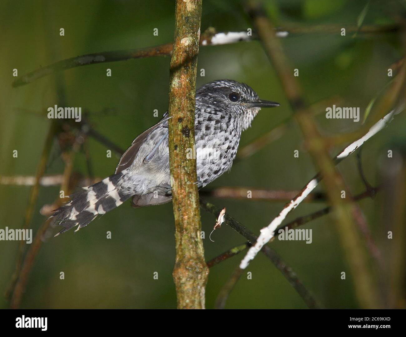 Antbird hi-res stock photography and images - Alamy