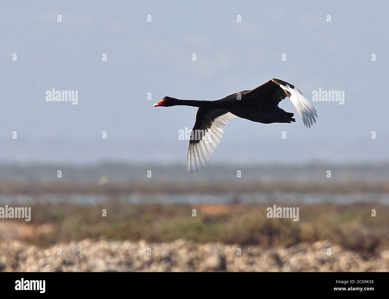 black swan (Cygnus atratus), in flight, side view, Australia Stock ...