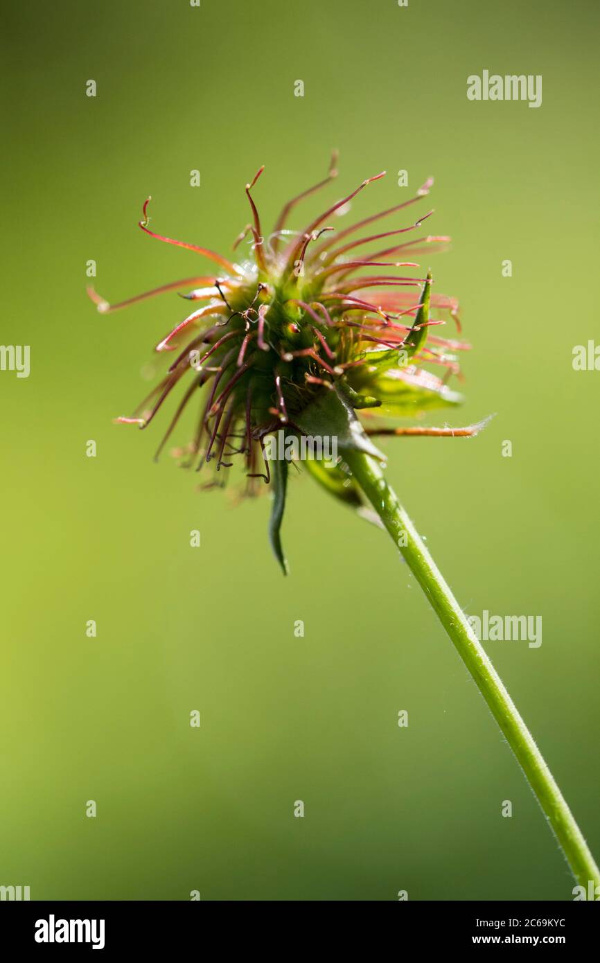 common avens, wood avens, clover-root (Geum urbanum), froot ...