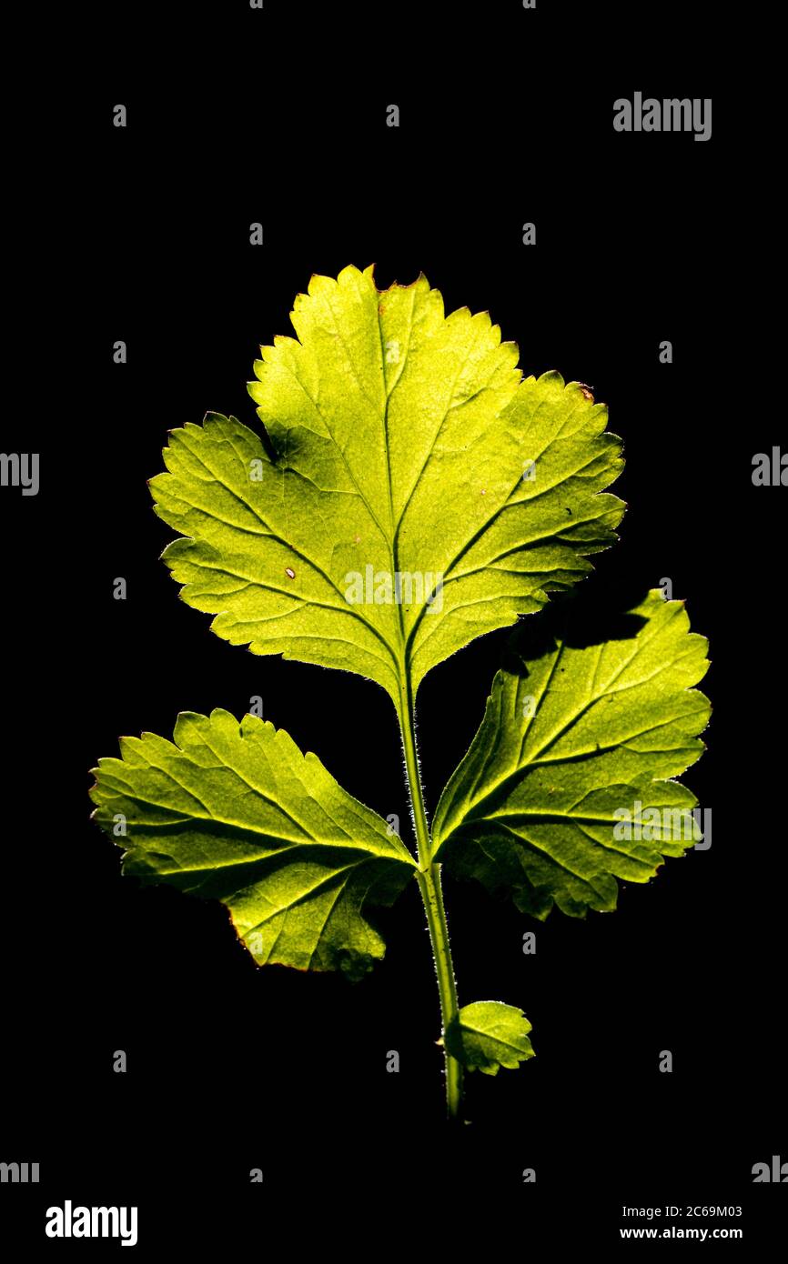 common avens, wood avens, clover-root (Geum urbanum), leaf in backlight ...