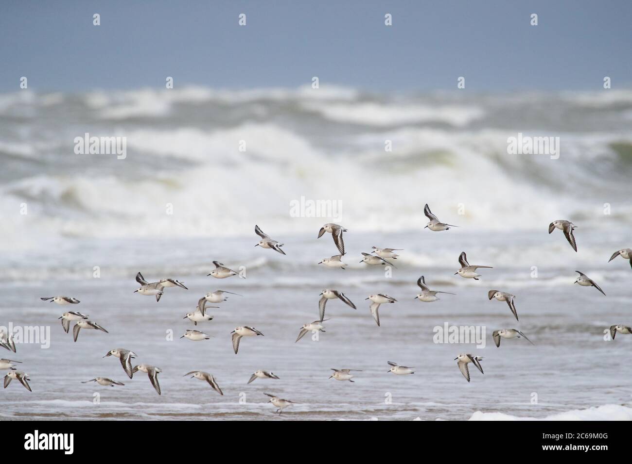 Flock of sanderling hi-res stock photography and images - Alamy