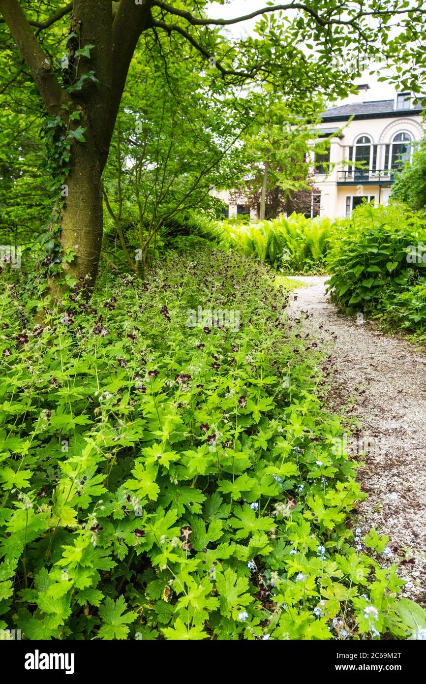 dusky cranesbill (Geranium phaeum), blooming in a garden, Netherlands ...