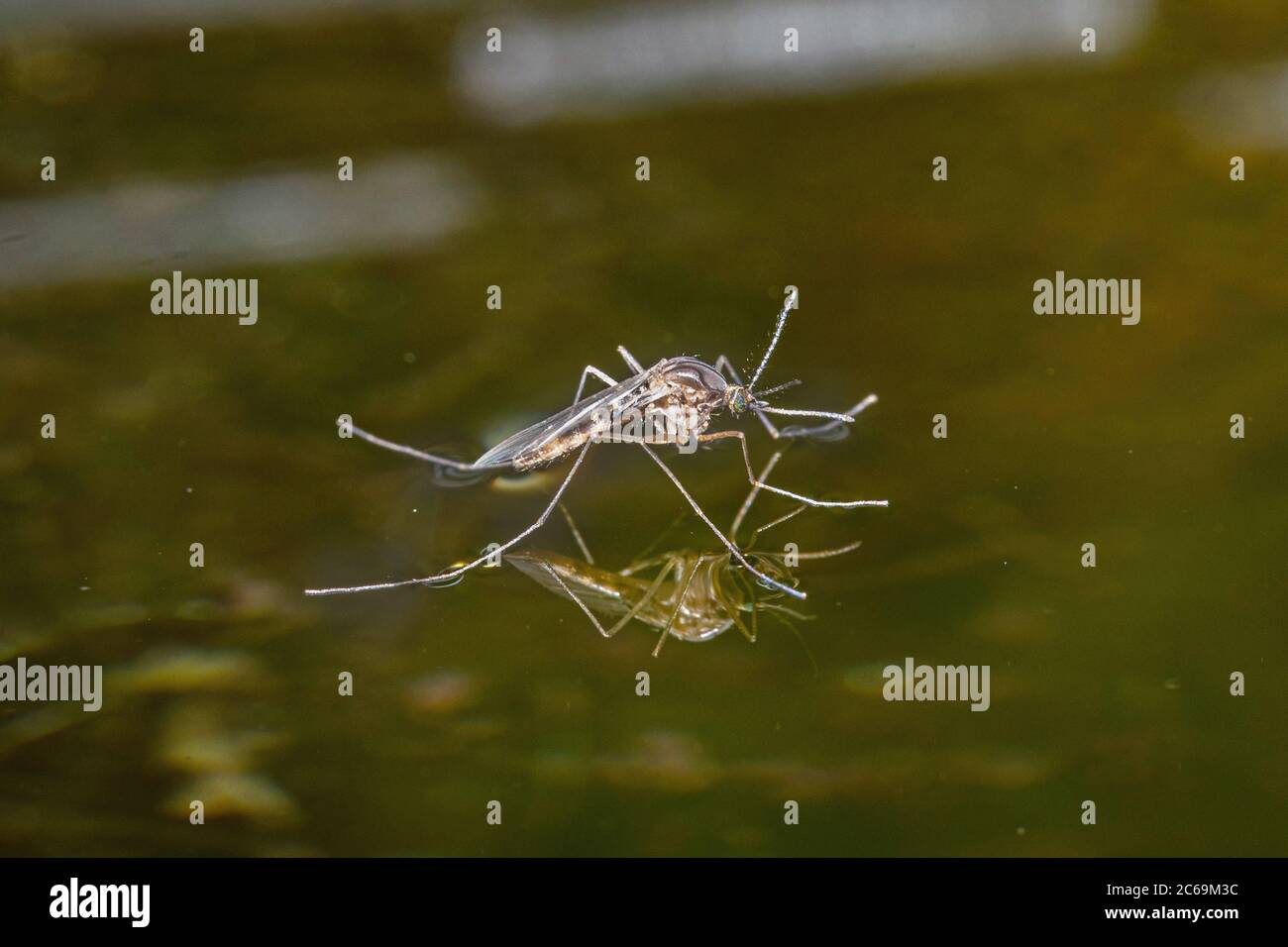 house mosquito, northern common house mosquito, common gnat, house gnat ...