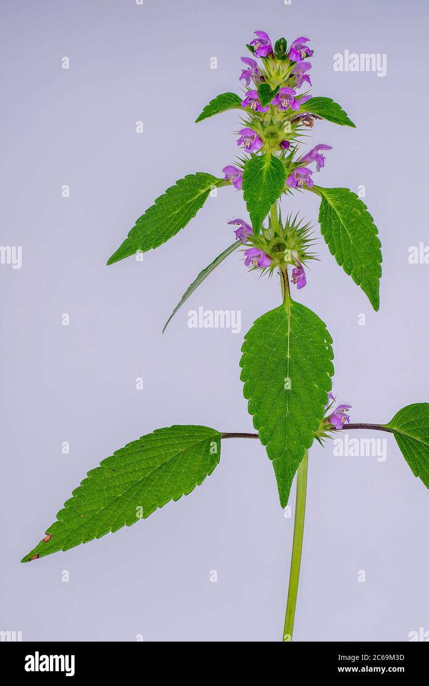 common hemp nettle, brittle-stem hempnettle (Galeopsis tetrahit ...