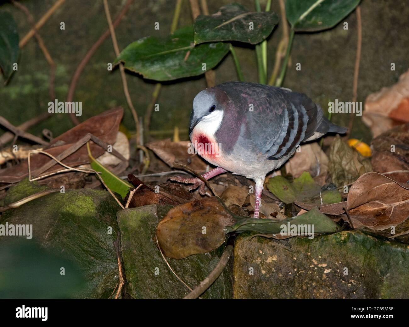luzon bleeding heart (Gallicolumba luzonica), foraging on the forest ...
