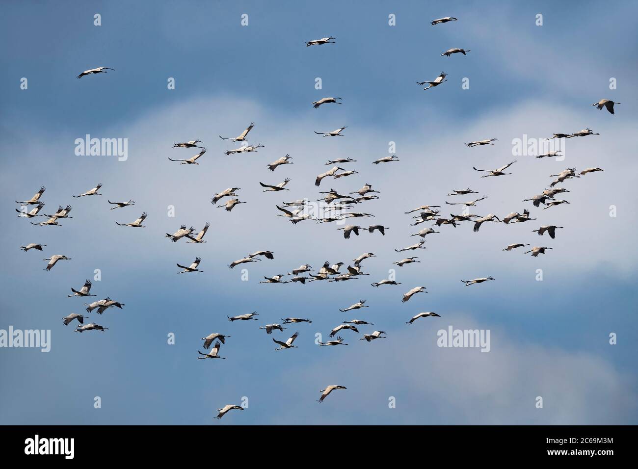 Common crane, Eurasian Crane (Grus grus), flying flock, migration ...